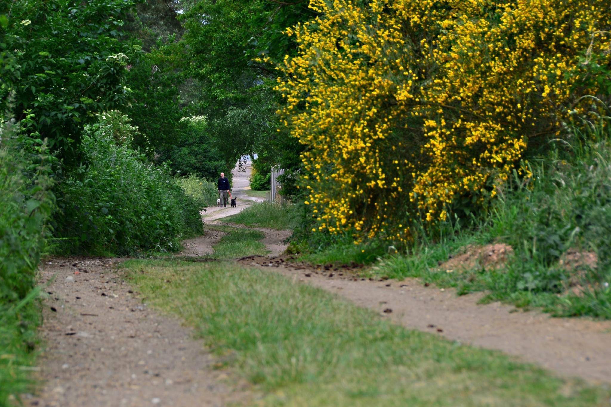 Dog gets sick after ingesting PCP while out for a walk | Aldergrove Star