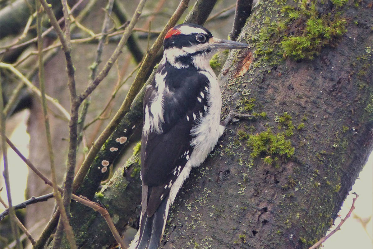 Langley Christmas bird count is part of 118-year-old tradition ...