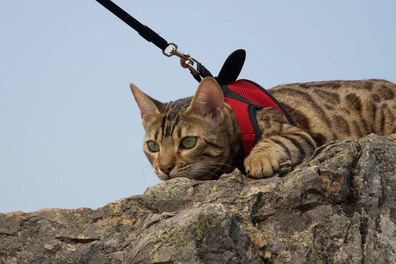 Leash your cat or face a $150 fine in Victoria | Aldergrove Star