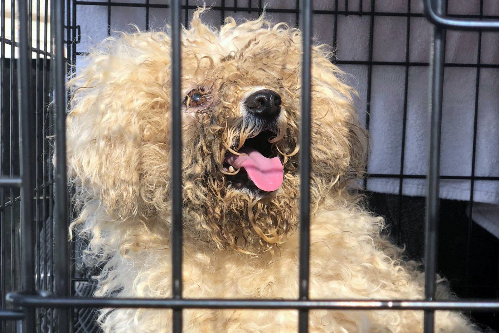 SPCA seizes 15 ‘badly neglected’ dogs from Fraser Valley breeder ...