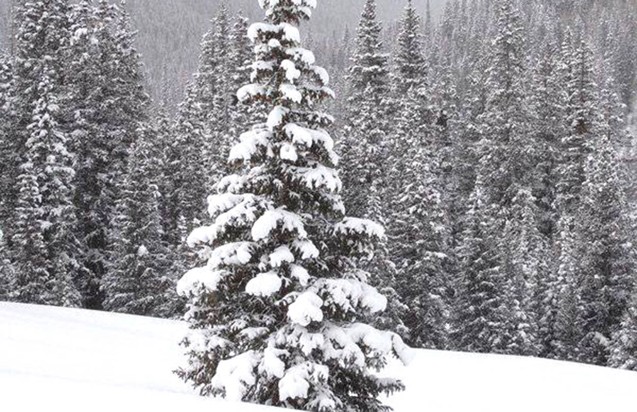 One snowmobiler found dead after getting stuck in tree well near Fernie ...