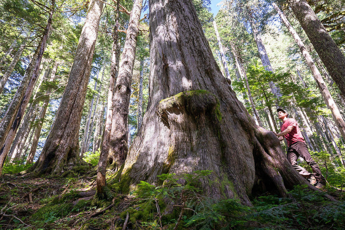 Protesters showcase massive old yellow cedar as Port Renfrew area ...
