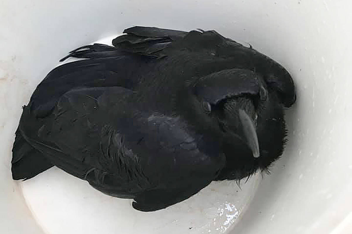 PHOTOS: Surrey firefighters crow about ‘rare’ bird rescue | Aldergrove Star