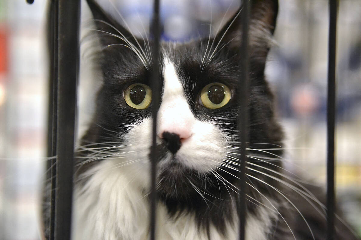 CARES hosts 20th annual walk for cats fundraiser in Langley ...