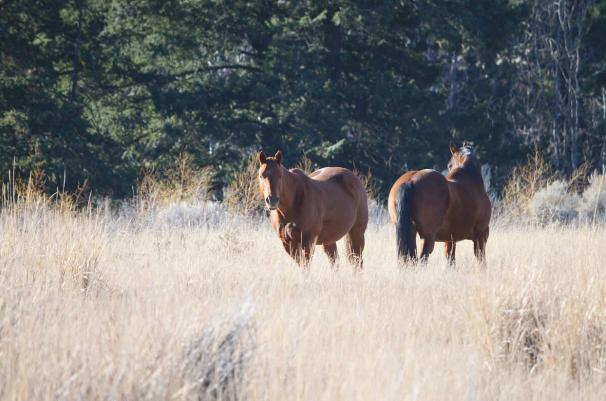 How a $10,000 toque is helping horses heal B.C.’s hurt heroes ...