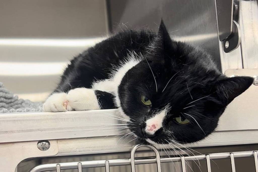 3 cats abandoned on Vernon road side now in care of Okanagan rescue ...