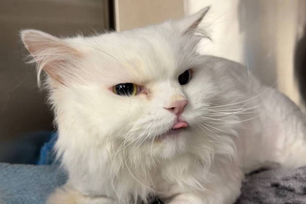 3 cats abandoned on Vernon road side now in care of Okanagan rescue ...