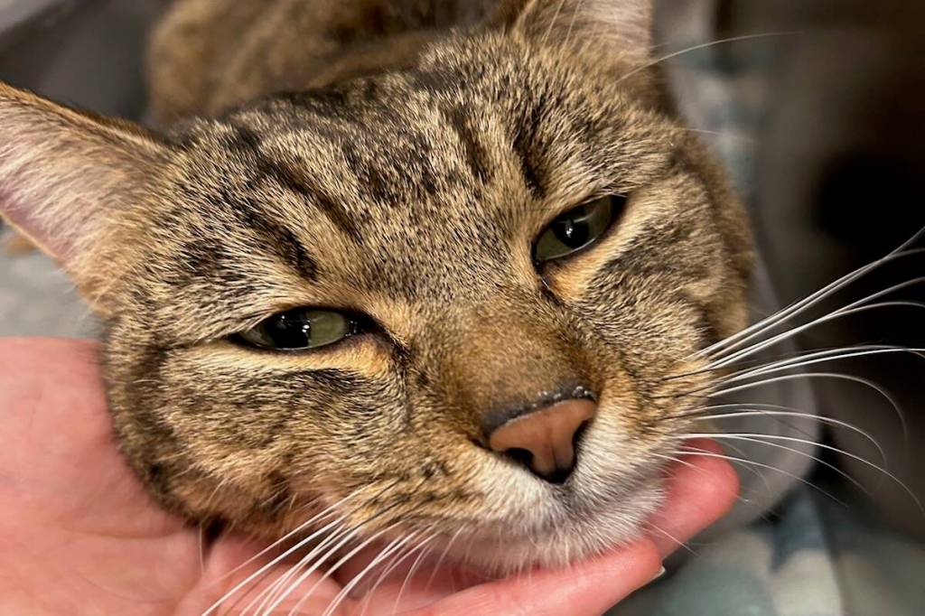 3 cats abandoned on Vernon road side now in care of Okanagan rescue ...