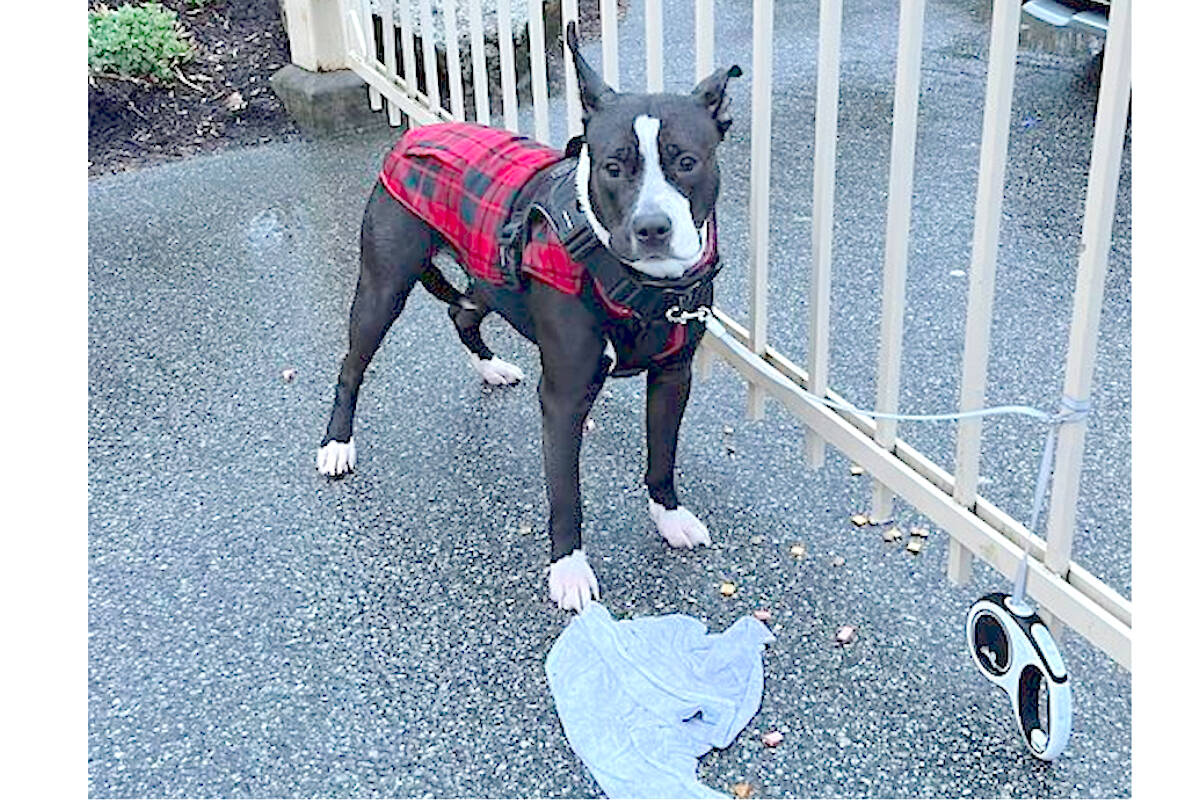 Abandoned dog left tied to gate of animal shelter in Aldergrove ...